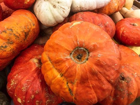 Colorful Squash Background Stock Image Image Of Seasonal 132002295