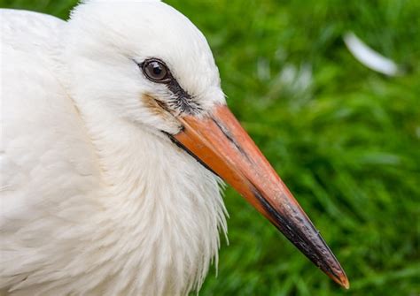 Premium Photo Close Up Of Stork