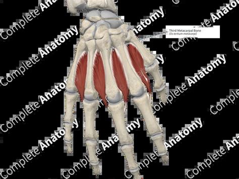 Metacarpals Bone