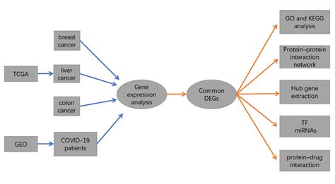 Flowchart For Research Into Bioinformatics Data From The Gene