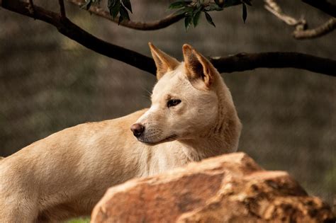 Dingo Dog