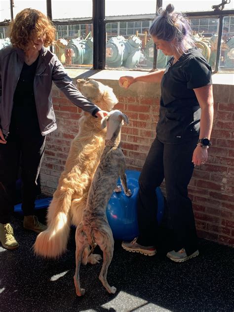 Meet Cara Mcnamee Of Resurgence Veterinary Mobility Voyage Atl