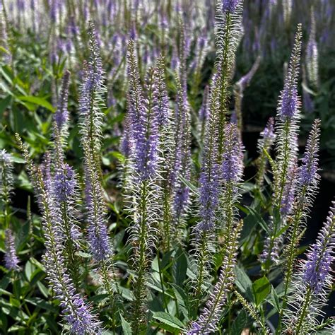 Veronicastrum Virginicum Cupid Culvers Root From Pleasant Run Nursery
