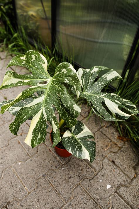 Monstera Thai Constellation Centrum Ogrodnicze Silesia