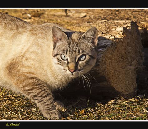 Miguel Fotografia Gato Domestico Felis Silvestris Catus