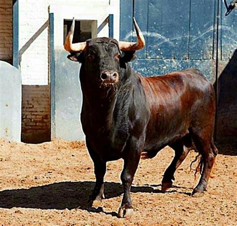 36 Best Images About Toros De Lidia On Pinterest Spanish Running Of