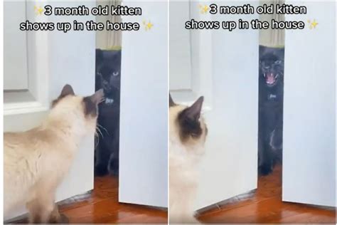 Cat Enjoying Peaceful Life Has Relatable Reaction To 3 Month Old Kitten