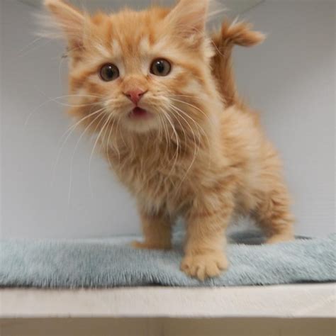 Candy Corn The Kitten Already Feeling Better After A Bout Of Kennel Cough Aww