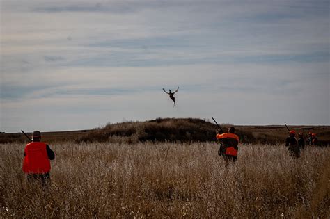 North Dakota Pheasant Hunting Guides Upland Bird Hunts