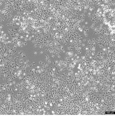 Cho Cells Catalogue Number 603479 Biotek Abadi Sdn Bhd