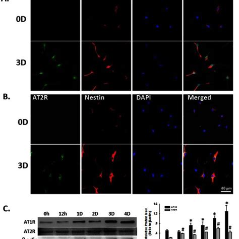 a representative immunofluorescence images showing the at1r expression download scientific