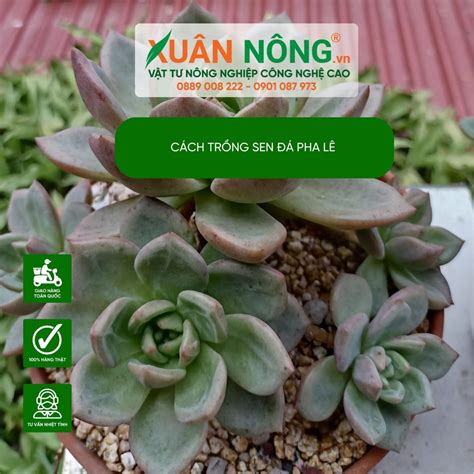 Cách Trồng Và Chăm Sóc Sen đá Pha Lê