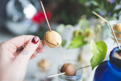 Adventures In Avocado Propagation The Dainty Squid