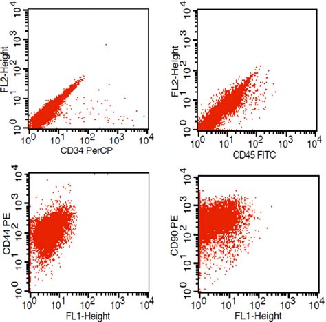 Bmsc Phenotype Identification By Flow Cytometry The Rate Of