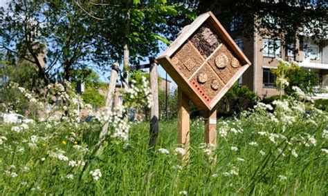 Bee Population Steady In Dutch Cities Thanks To Pollinator Strategy