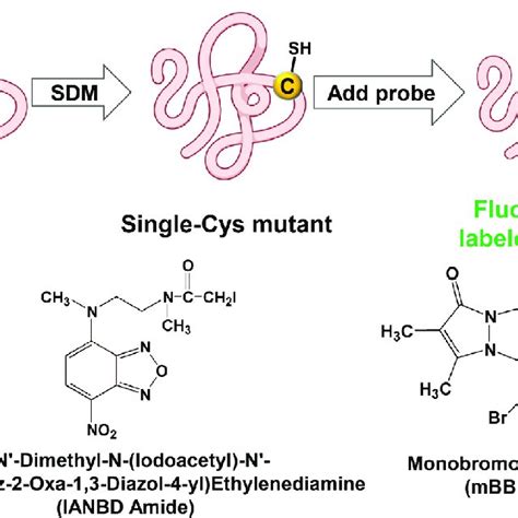 Site Specific Labeling Of Single Cys Residue By A Thiol Reactive
