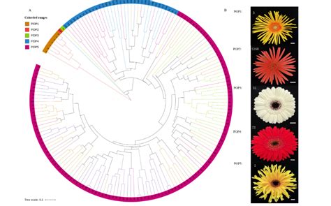 Cluster Analysis Of 170 G Hybrida Varieties And Typical Flower Images