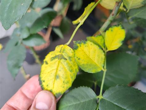 Any Ideas Why Rose Leaves Turning Yellow Rgardening