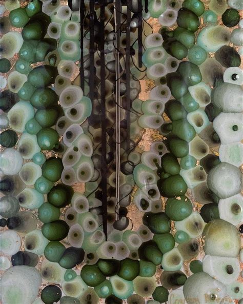 Leaf Veins Etsy Microscopic Photography Things Under A Microscope