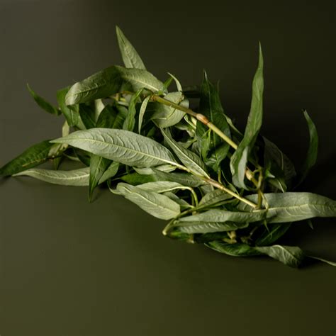 Vietnamese Mint 50gm Bag My Green Grocer