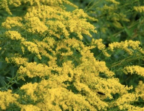 Sweet Scented Goldenrod Solidago Odora Us Native Plants Buy Now