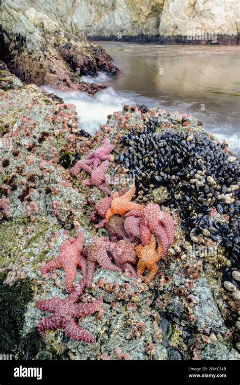 Sea Stars Pisaster Ochraceus And Mussels Mytilus Californianus In