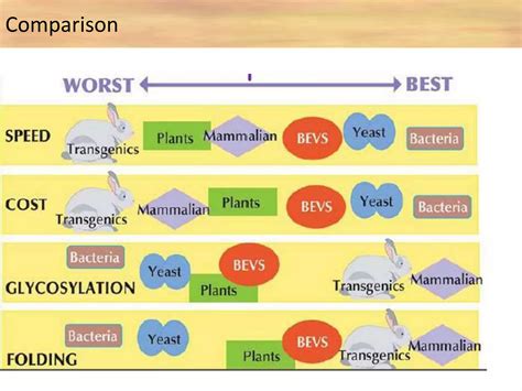 Baculovirus Expression Vector System Pptx
