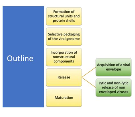 L5 Assembly Exit And Maturation Flashcards Quizlet