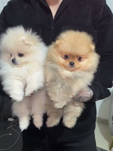 فروش پامرین خرسی با کیفیت بالا جنسیت ماده دو ماهه ۰۹۳۶۱۲۴۸۴۸۵ Youtube