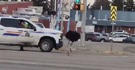 בהלה בת יענה ברחה מגן החיות והלחיצה את הנהגים בכבישים הידברות