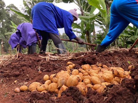 Strengthening The Global Potato Value Chain With Hybrid Diploid True