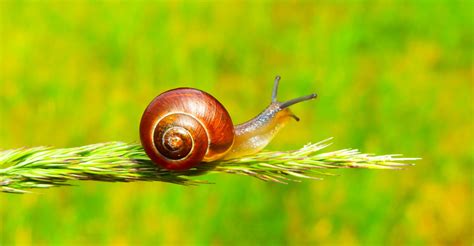Rat Lungworms And Snails A Human Link Department Of Life Sciences