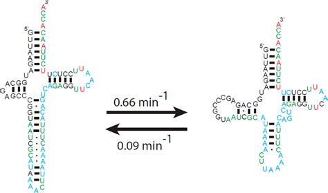 Transfer Rna Structure