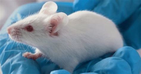 코로나 극복 기여한 유전자변형마우스…이제 韓도 수출국