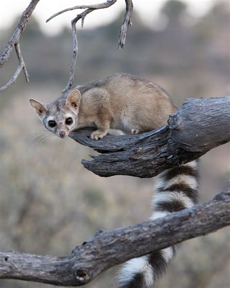 American Did You Know Ringtails Bassariscus Astutus Are Related To