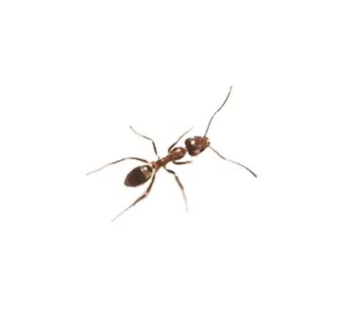 Argentine Ant Identification Argentine Ants In Central And Eastern