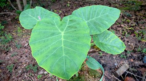 How To Plant Grow And Care For Colocasia