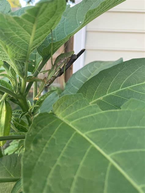 Mantis Sex R Praying Mantis