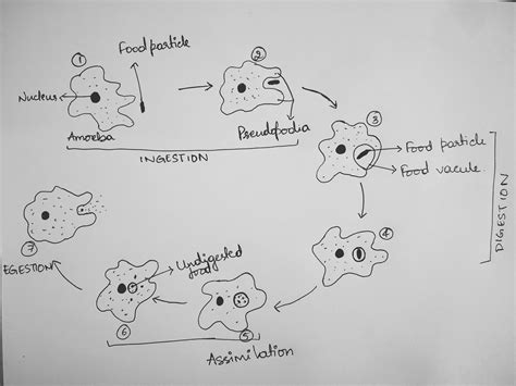 Describe The Process Of Nutrition In Amoeba Draw Labelled Diagram To