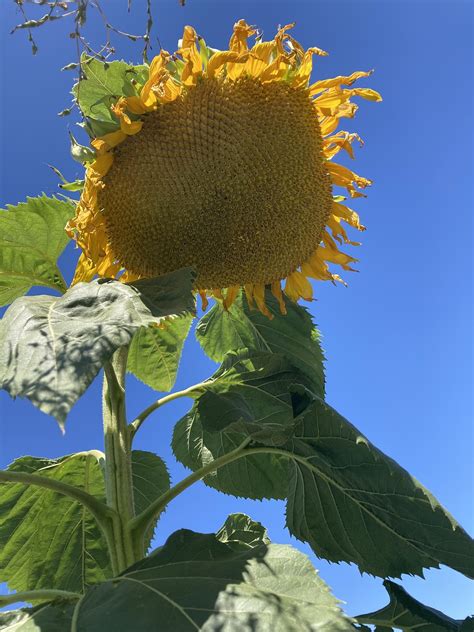 Russian Giant Sunflower Garden Free Photo On Pixabay Pixabay