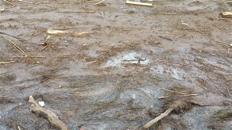 Primbee Windsurfing Forums Page 1 Seabreeze