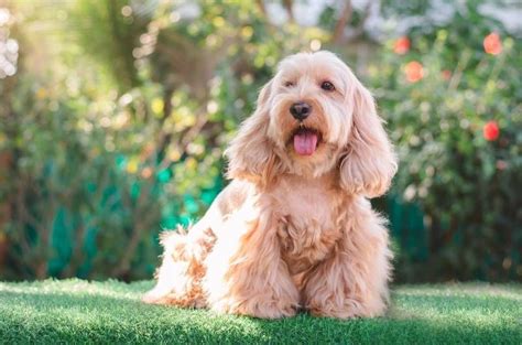 Do Cockapoos Bark More Than Other Breeds Facts And Tips To Stop It — Dogster
