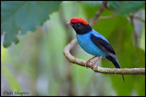 Argentina Nativa Bailarín Azul Chiroxiphia Caudata