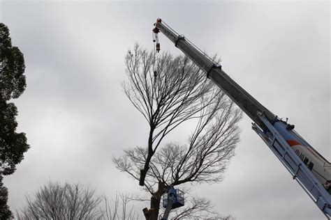 埼玉県入間市 屋敷内の長尺ケヤキの買取伐採 埼玉の伐採、製材 有限会社 増岡材木店