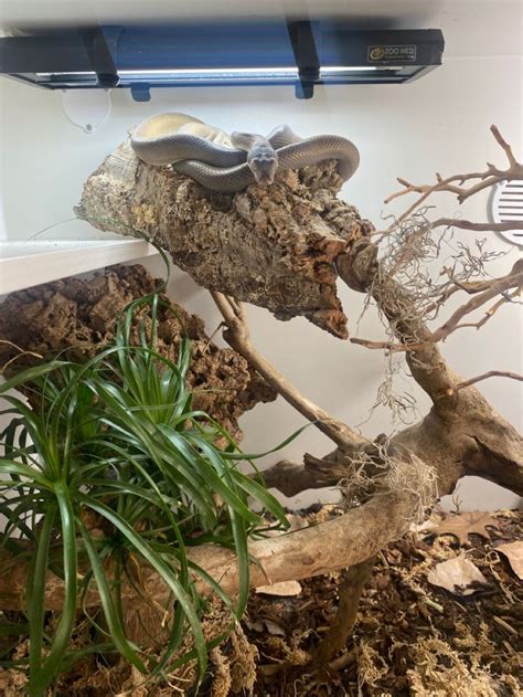 Scrub Python Pet Snake Reptile Enclosure Pets