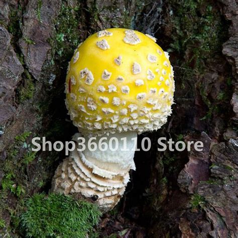 Mushroom Seeds 100 Pcs Pack Healthy Vegetable