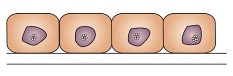 Pathophysiology Class Notes Chapter 1 Gould Flashcards Quizlet