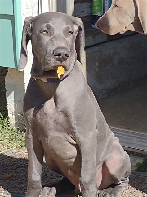 Weimaraner Colors