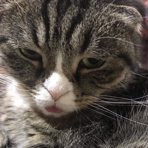 Alisha Williams Youtube