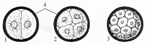 3 Fejezet EmbriolÓgia